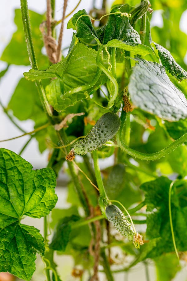 Cucumber in the garden stock image. Image of group, health - 96047791