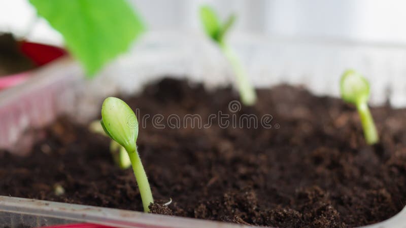 A Young Cucumber Sprout Sprang Up from the Ground in the Spring of the ...