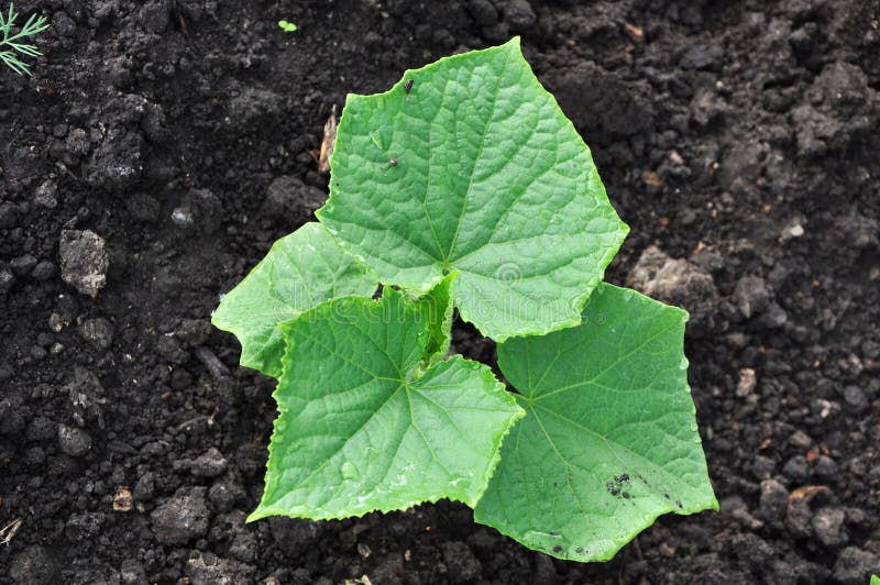 Young Cucumber Stem in Black Earth Stock Image - Image of stem, spring ...