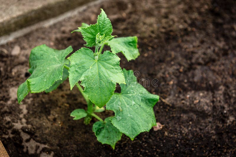 Young Cucumbers Growing in Spring Garden Stock Photo - Image of flower ...