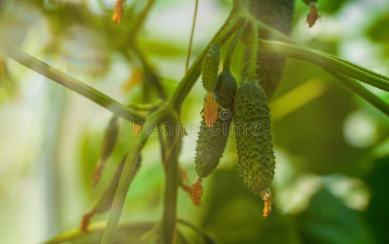 Young cucumbers stock image. Image of agriculture, garden - 260883929