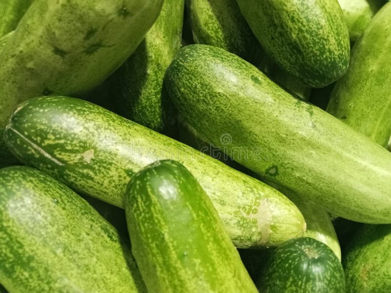 Young Cucumbers are Very Fresh and Delicious As Raw Vegetables Stock ...