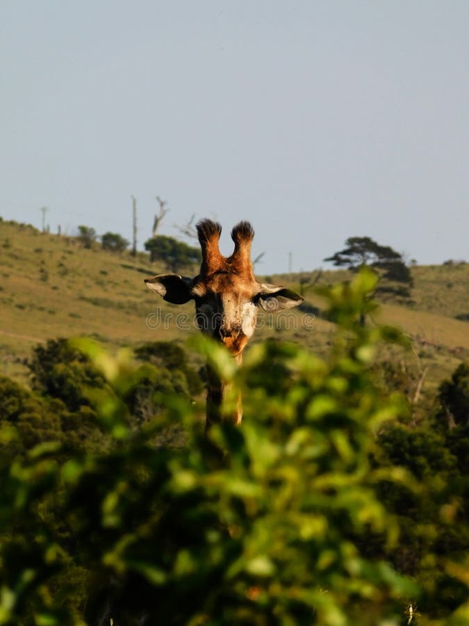 Giraffe looking around stock image. Image of long, wildlife - 123738503
