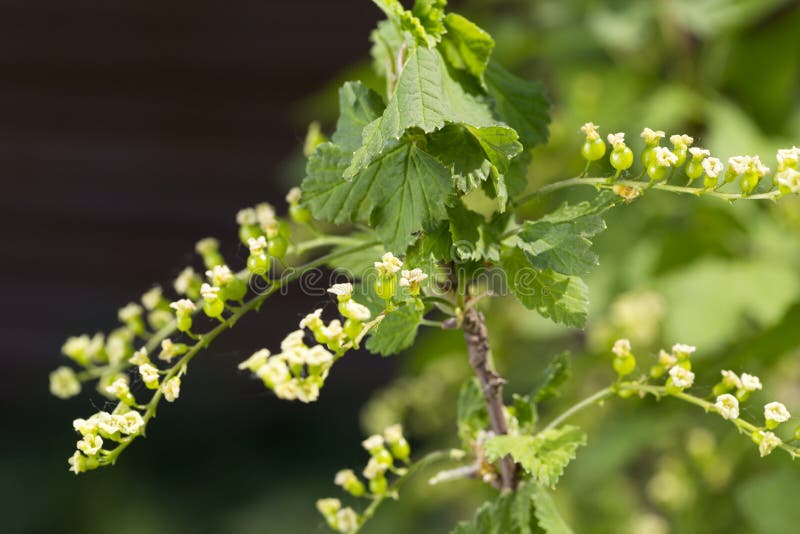 Young currant berries stock photo. Image of outdoor, rural - 34803732