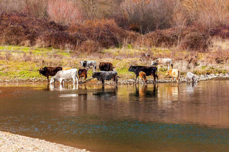 Young Cute Beefs on Meadow in Countryside Stock Photo - Image of herd ...