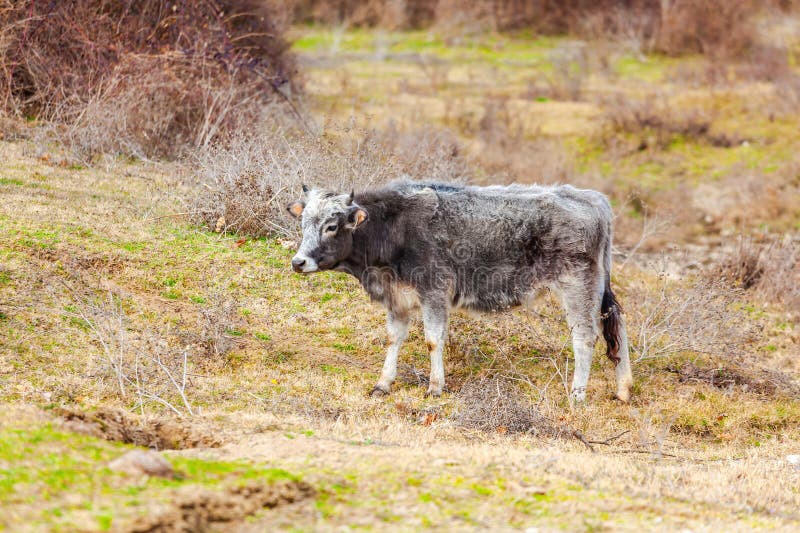 Young Cute Beefs on Meadow in Countryside Stock Photo - Image of field ...