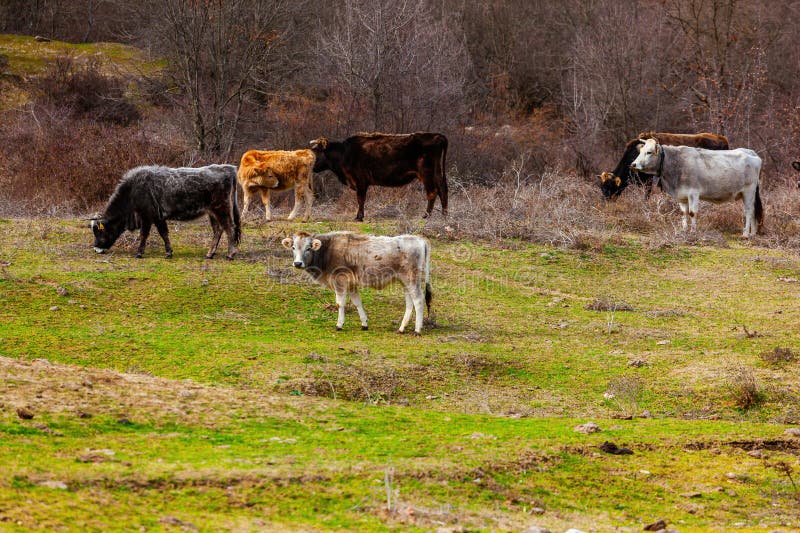 Young Cute Beefs on Meadow in Countryside Stock Image - Image of ...