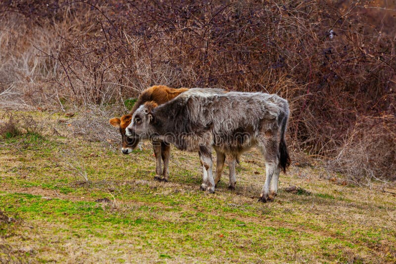 Young Cute Beefs on Meadow in Countryside Stock Image - Image of ...