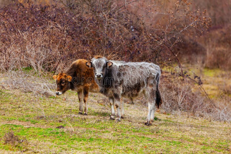 Young Cute Beefs on Meadow in Countryside Stock Photo - Image of rural ...