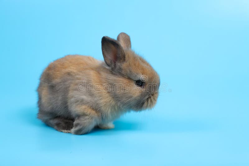 Young Cute Brown Easter Bunny Rabbit on Blue Background Stock Image ...