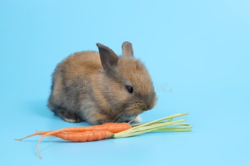 Young Cute Brown Easter Bunny Rabbit with Carrots on Blue Background ...