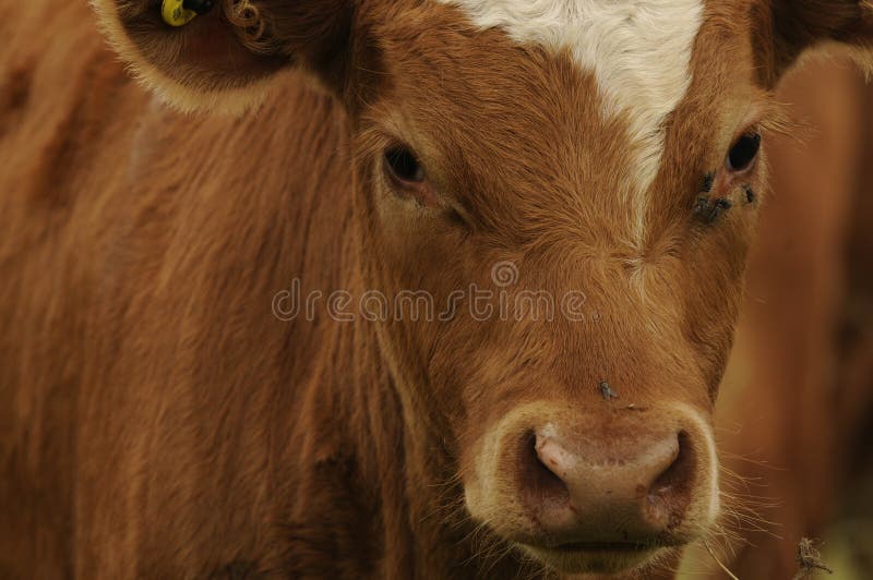Young cute calf s head stock photo. Image of young, sweet - 13068510