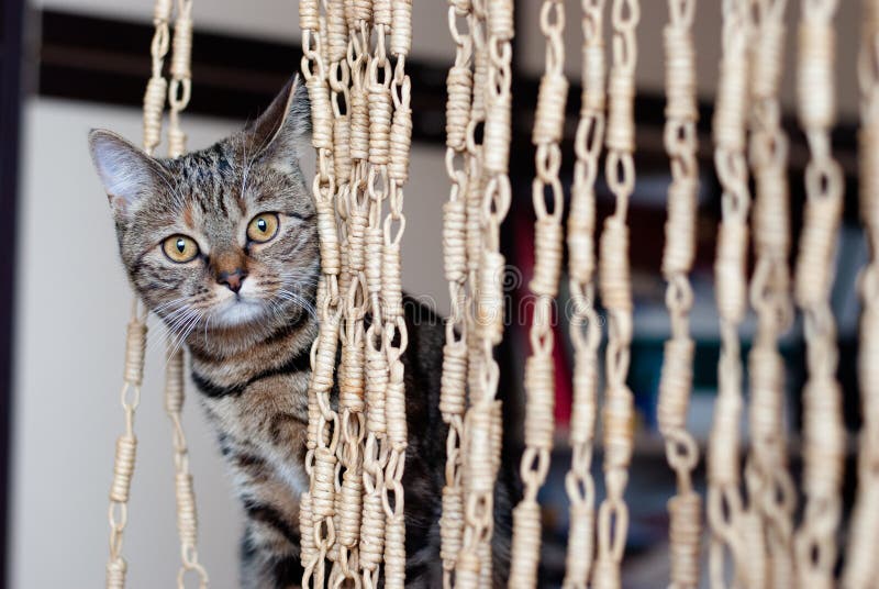 Young Cute Curious Cat Portrait Stock Image - Image of curious, nose ...
