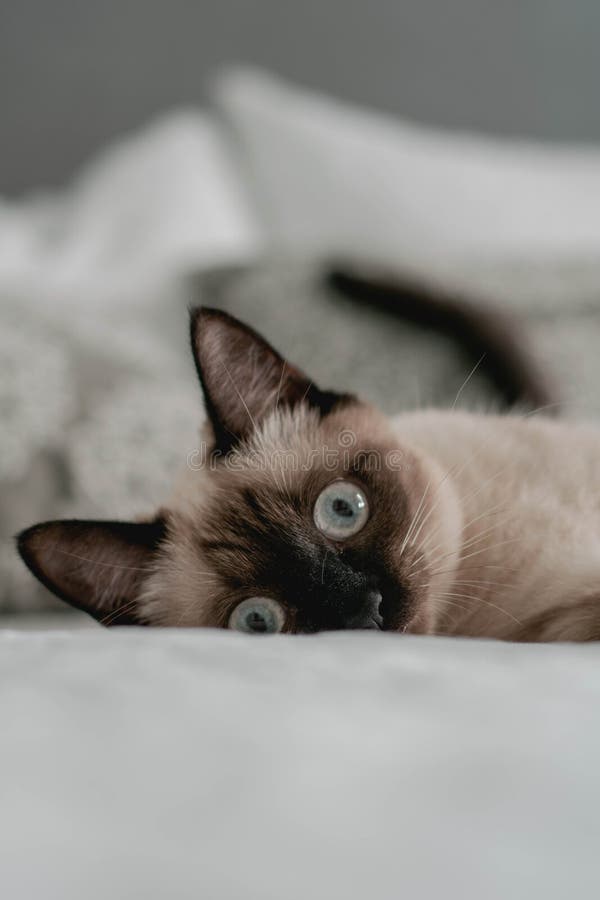 Young and Cute Female Siamese Cat. Stock Photo - Image of kitty ...