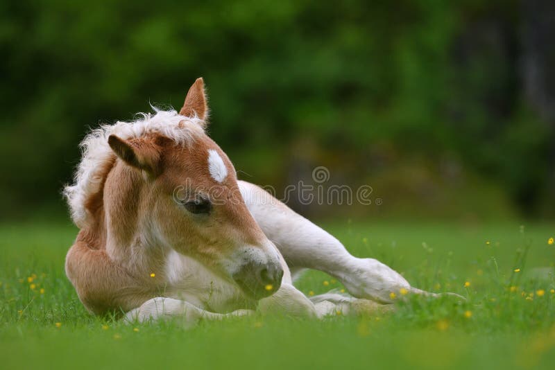 Young cute foal outdoor stock image. Image of equine - 94576779