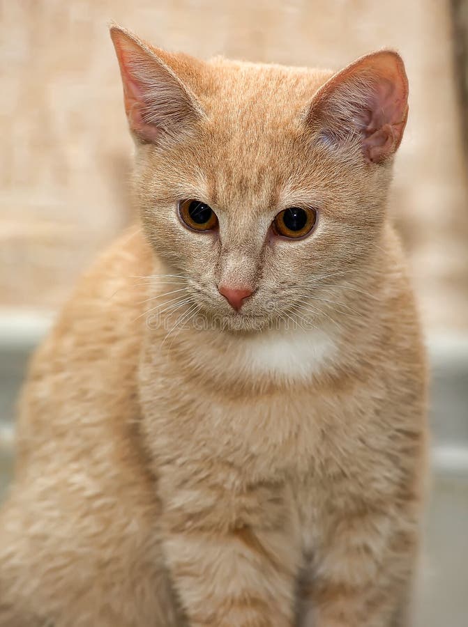 Cute Ginger Kitten with Orange Eyes Stock Photo - Image of lovable ...