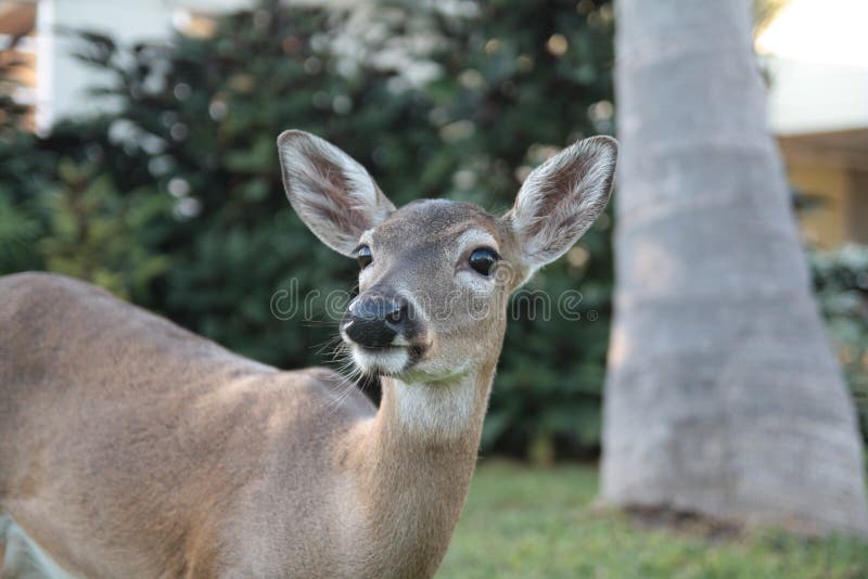 Key deer stock image. Image of florida, fauna, wild - 102722089