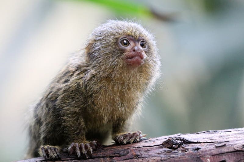 Pygmee monkey stock photo. Image of furry, mammal, indoors - 111811100