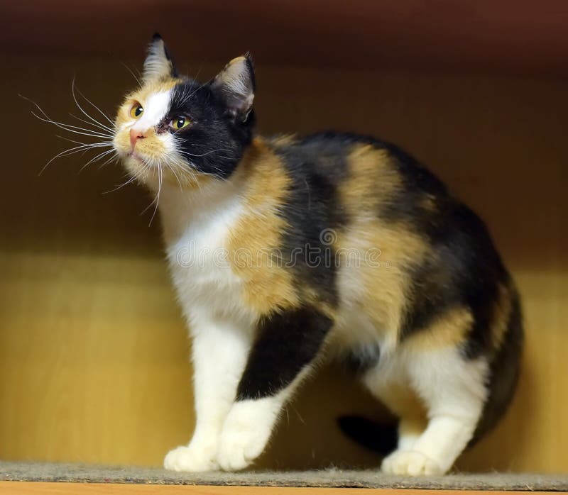 Young Cute Three-colored Cat Stock Photo - Image of cute, collar: 160972882