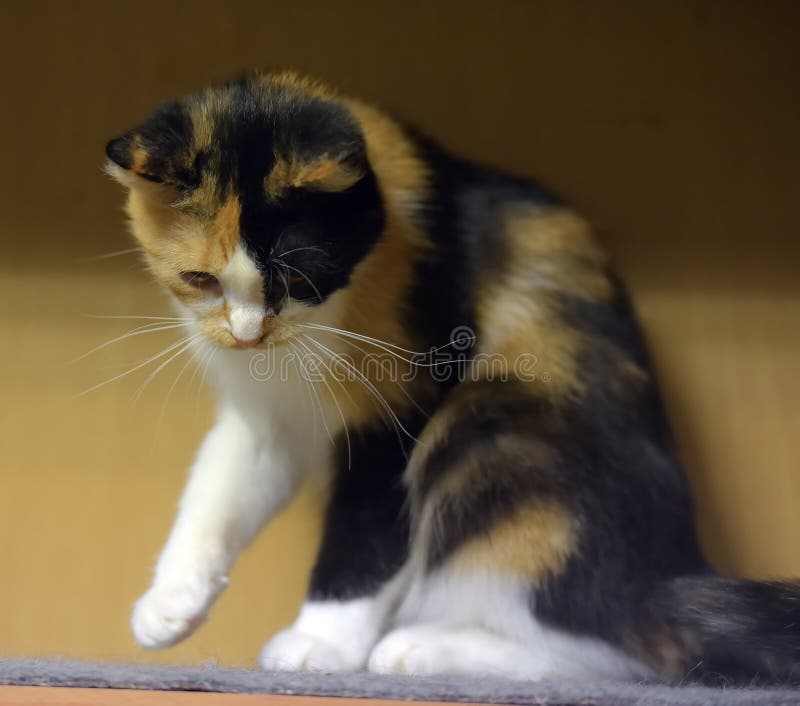 Young Cute Three-colored Cat Stock Photo - Image of beautiful, cool ...