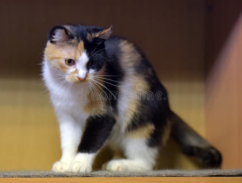 Young Cute Three-colored Cat Stock Image - Image of domestic, fuzzy ...