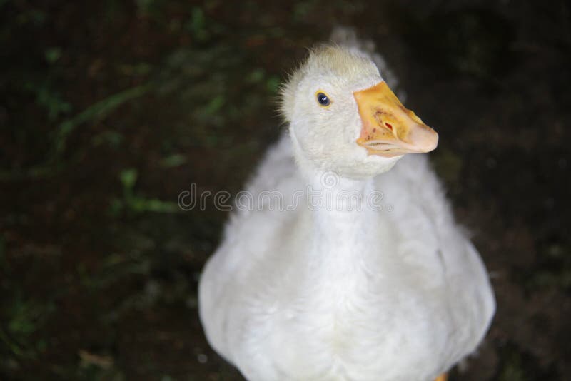 614 Goose Face Close Up Stock Photos - Free & Royalty-Free Stock Photos ...