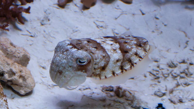 Young Cuttlefish stock photo. Image of aquarium, sepia - 39565984