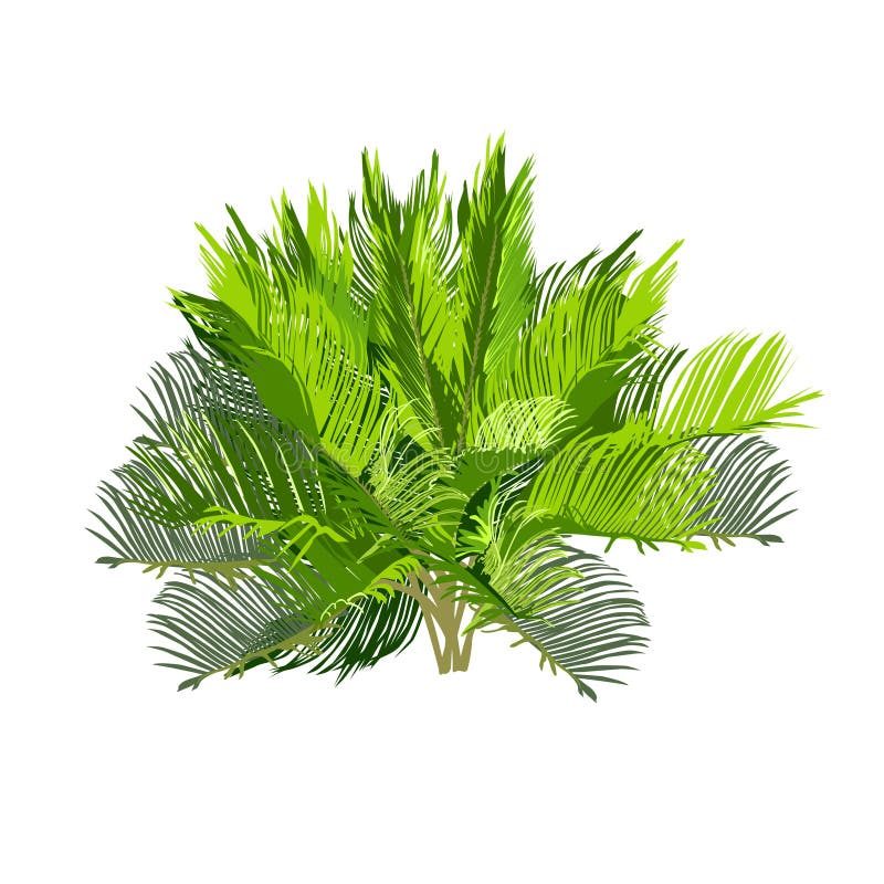 Cycas Stock Illustrations – 890 Cycas Stock Illustrations, Vectors ...
