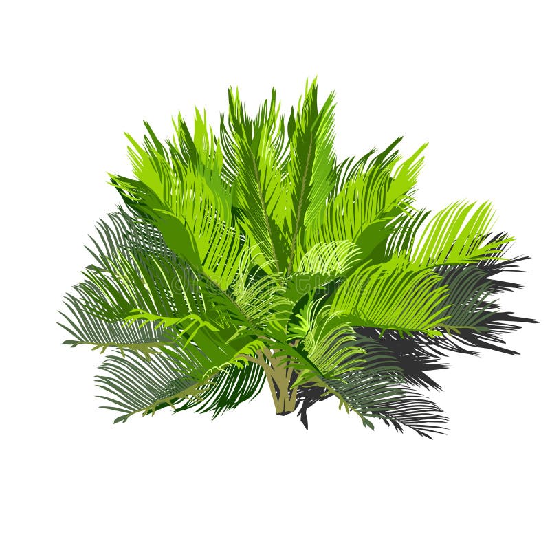 Young Cycas with a Shadow in Color Stock Vector - Illustration of ...