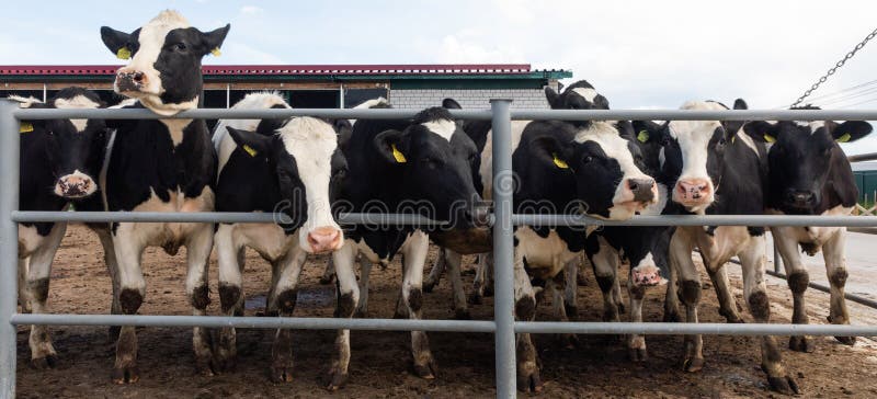 Young Dairy Cows Hardly on Free Range Stock Image - Image of cattle ...
