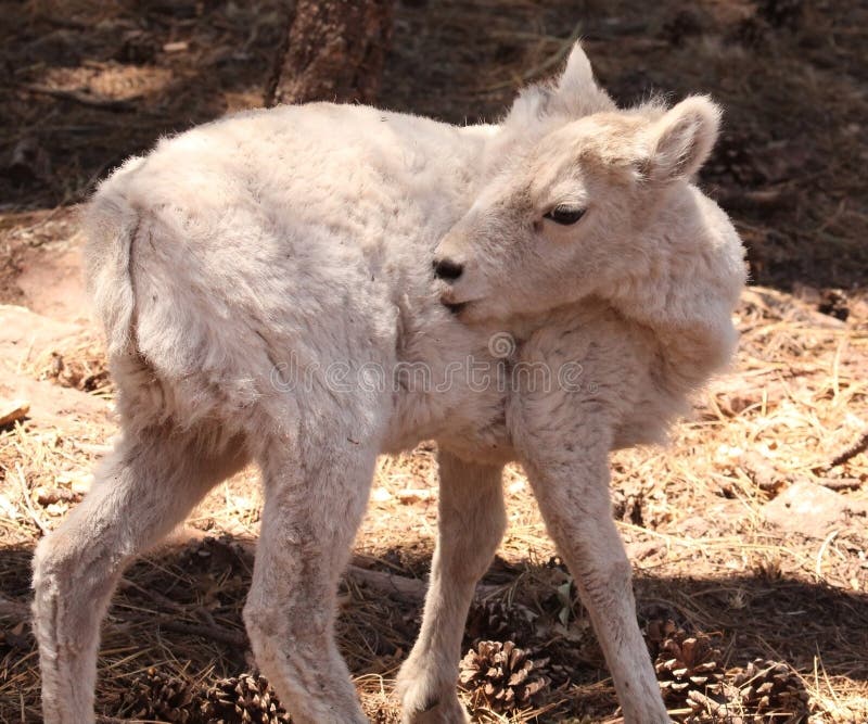 Sheep Biting The Finger Of A Cute Red-haired Girl Stock Image - Image ...