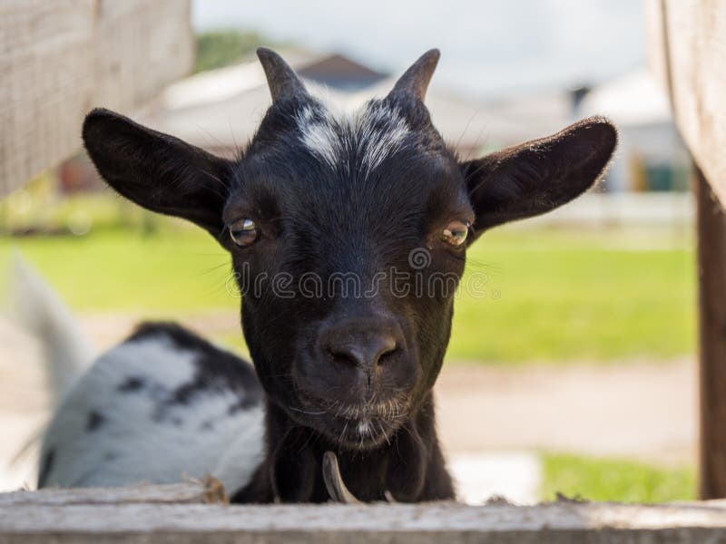 Staring at the goat stock image. Image of staring, domestic - 199869013