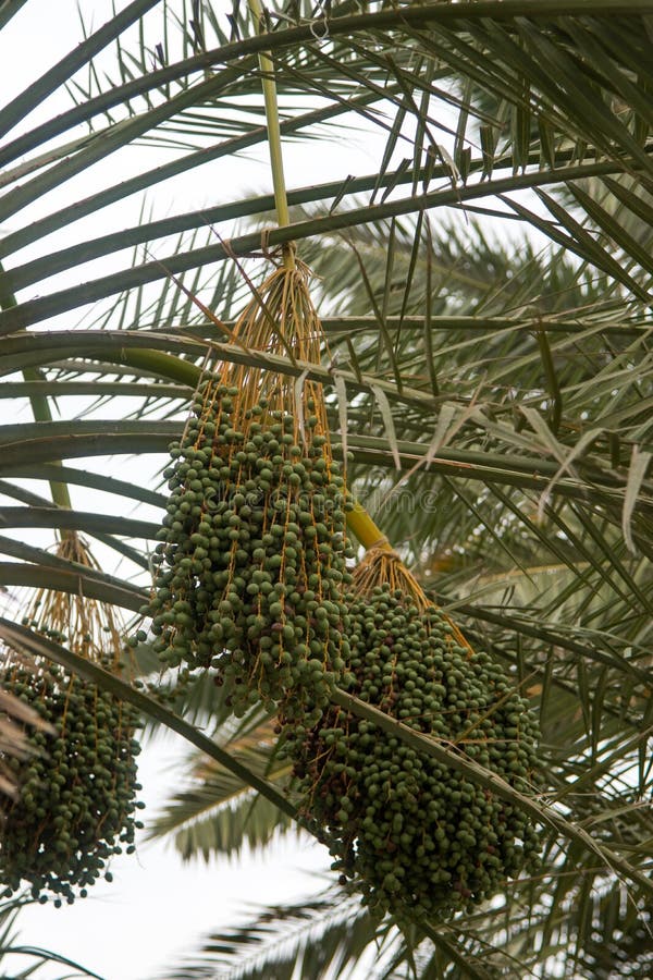Young Dates Hanging from a Date Palm Tree Stock Image - Image of ...