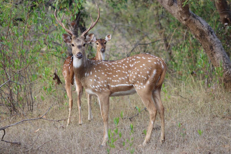 Dear forest life. stock photo. Image of dear, park, forest - 92480952