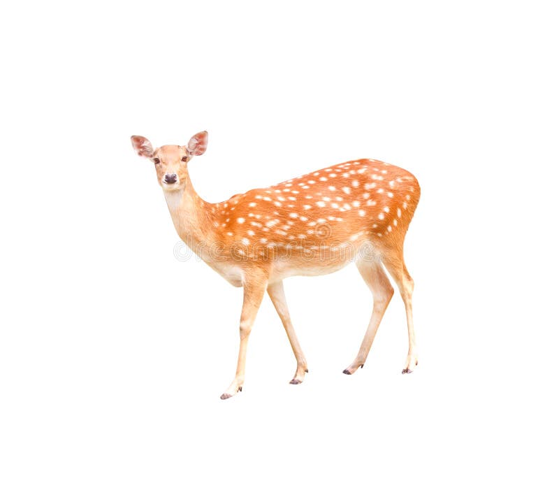 Small Dear Standing on White Background with Clipping Path Stock Image ...