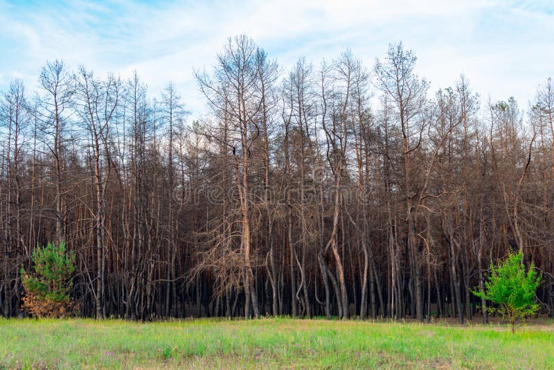 A Young Deciduous Tree Against the Background of a Burnt Coniferous ...