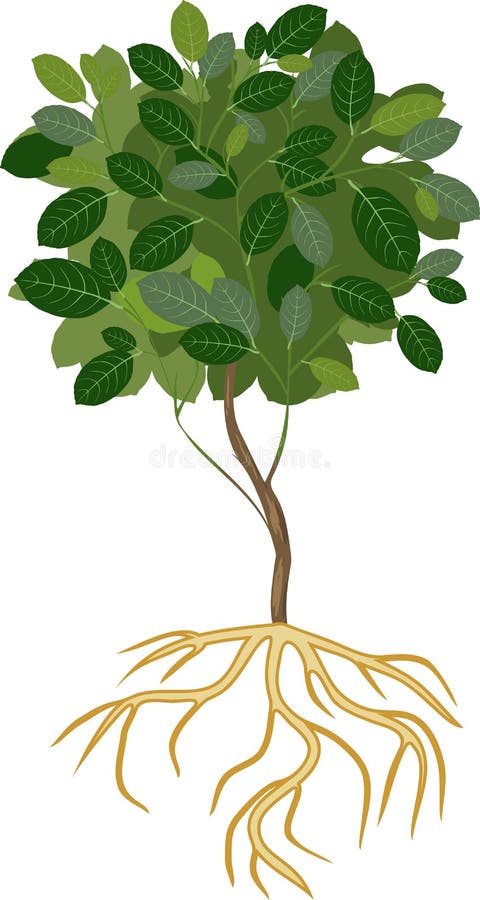 Lemon Tree Roots Stock Illustrations – 54 Lemon Tree Roots Stock ...