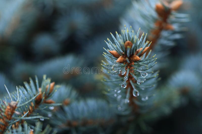 Young Decorative Blue Spruce. Needles of Blue Spruce Close-up. Texture ...
