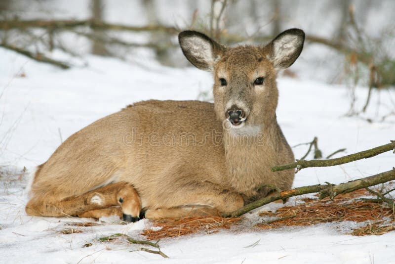 Young Roe Deer In The Forest, Winter Season Stock Image - Image of ...