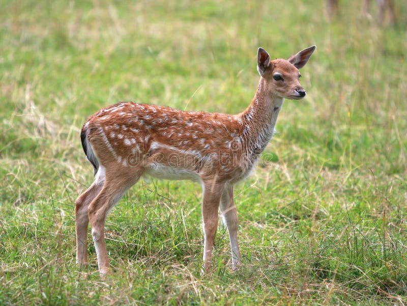 Chinese Water Deer, Hydropotes Inermis Stock Image - Image of deer ...