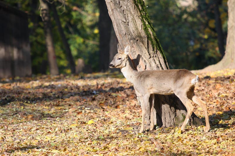 Young deer stock photo. Image of guard, majestic, careful - 28404624