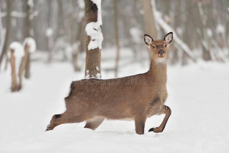 Young deer stock photo. Image of cold, stag, horn, tailed - 28855382