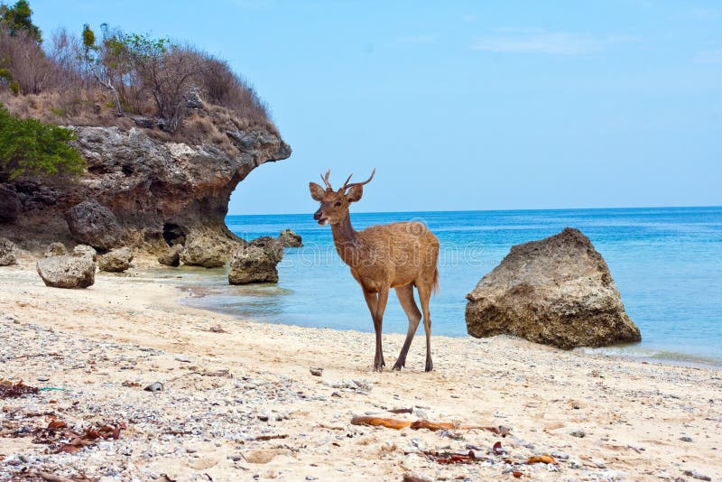 Young Deer Against the Sea and Rocks Stock Photo - Image of outdoor ...