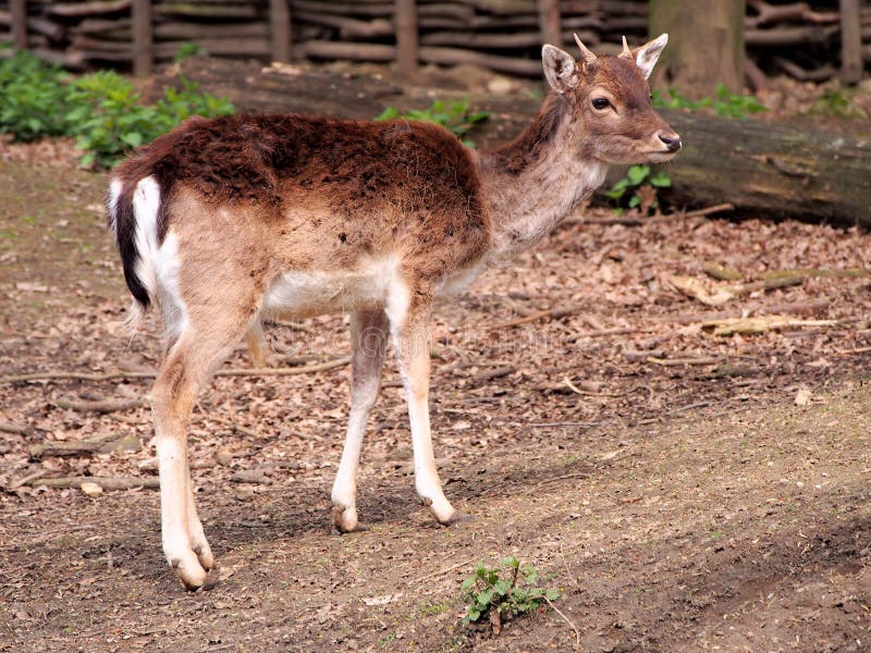 Young, Deer, Animals in the Zoo Stock Image - Image of brown ...