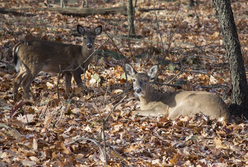 Young Deer in Autumn Forest Stock Image - Image of relax, domesticated ...