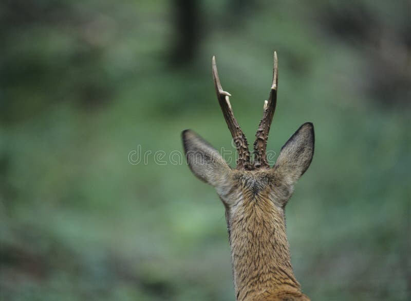 Young deer back view stock photo. Image of mammal, horned - 30845626