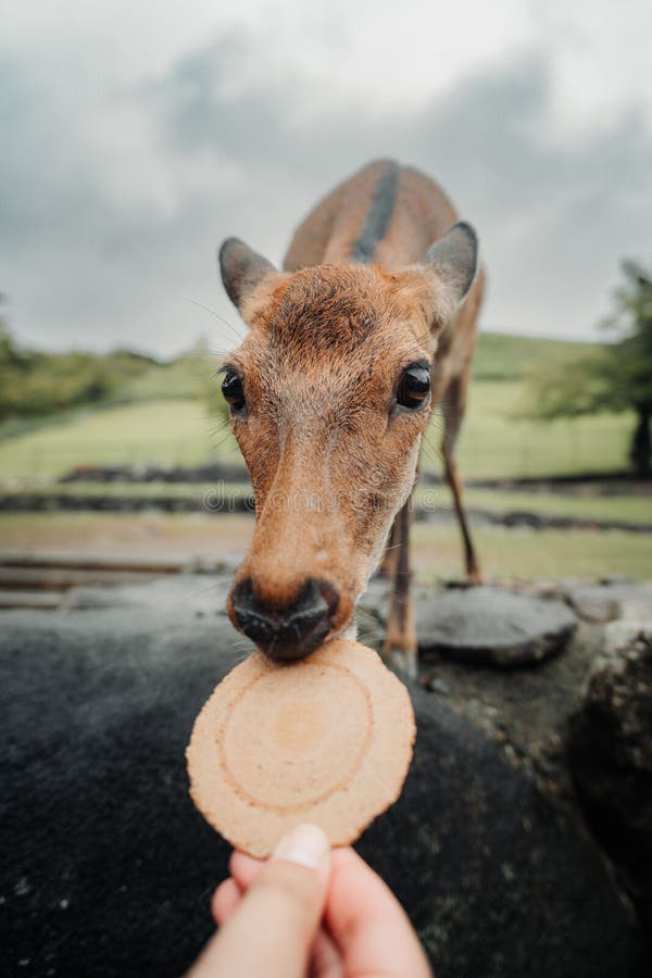 Young Deer Being Fed at a Park Stock Photo - Image of human, wild ...