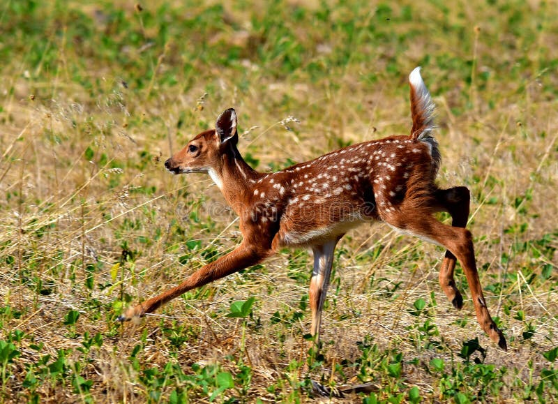 A fawn in the field stock image. Image of wild, jump - 124015993