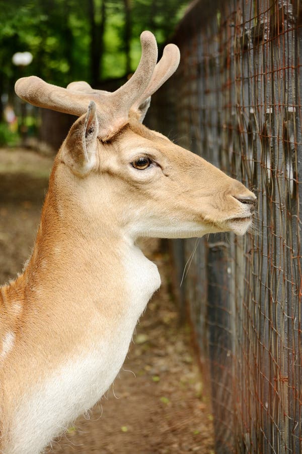 Young Deer Buck Capreolus. Animal in the Zoo Stock Image - Image of ...