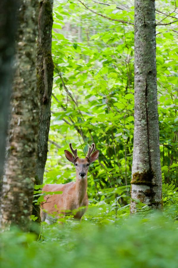 Young Deer Buck in the Forest Stock Photo - Image of whitetail, quebec ...